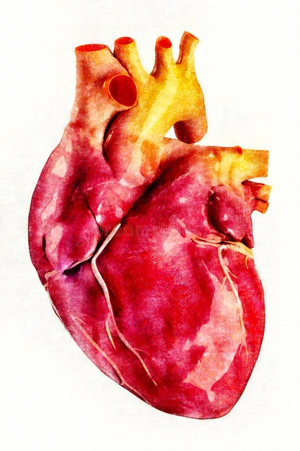 Anatomie Des Menschlichen Herzens Vektor Abbildung - Illustration von ...