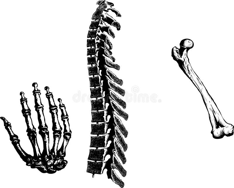 Menschliche Knochen stock abbildung. Illustration von furcht - 9161231
