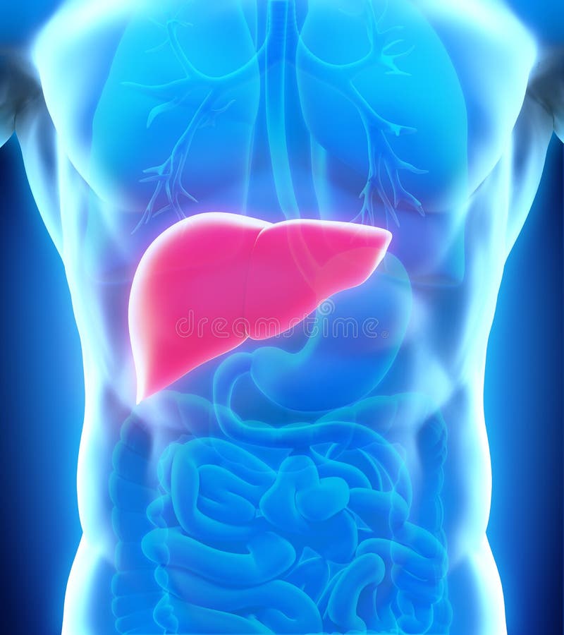 Menschliche Leber-Anatomie stock abbildung. Illustration von diagnose ...