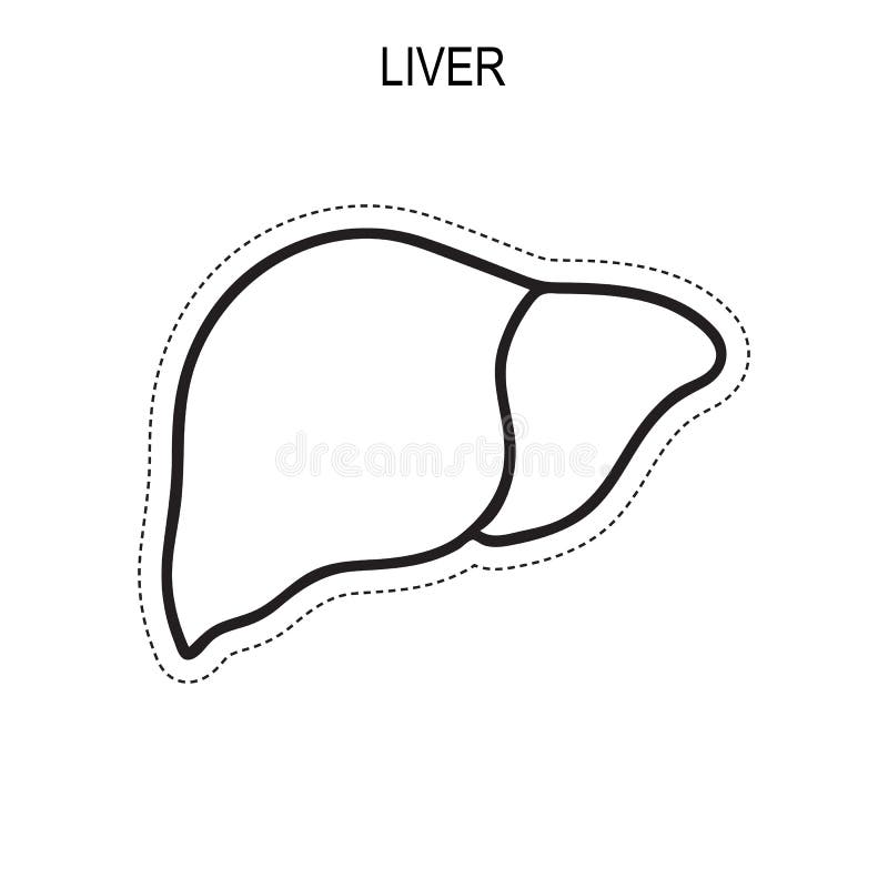 Menschliche Leber-Anatomie vektor abbildung. Illustration von leber ...