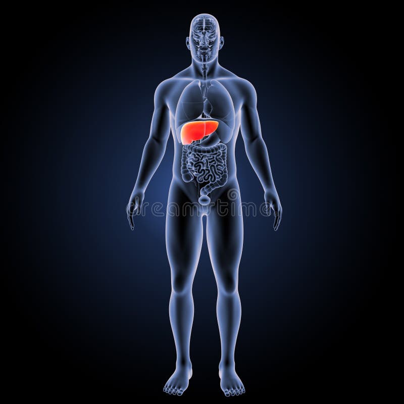 Menschliche Leber Mit Organseitenansicht Stock Abbildung - Illustration ...
