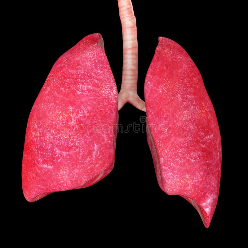 Menschliche Lungen stock abbildung. Illustration von strahl - 55400666