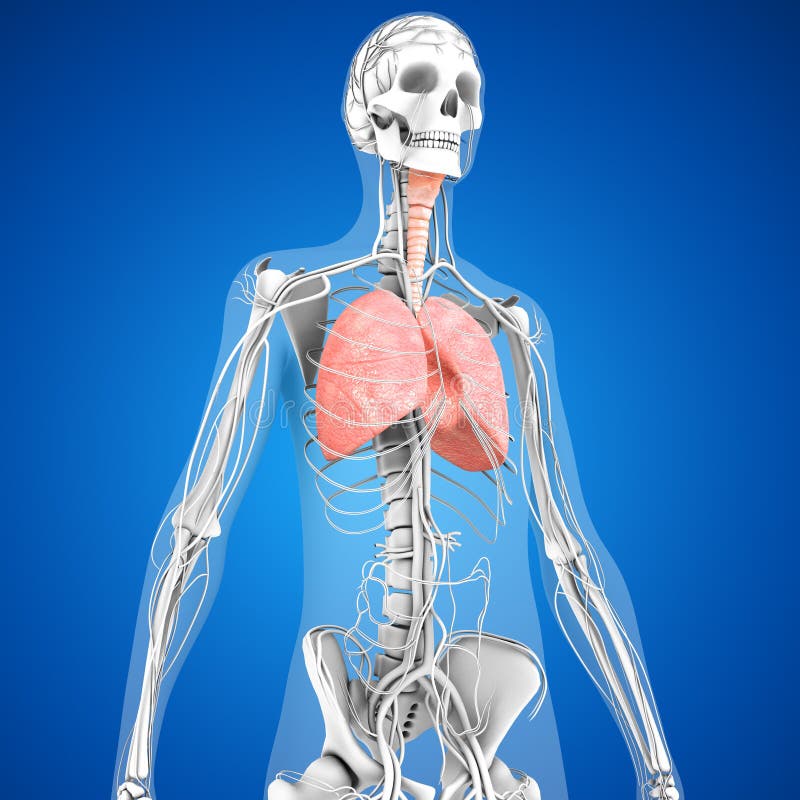 Menschliche Lungen stock abbildung. Illustration von bronchi - 55452344