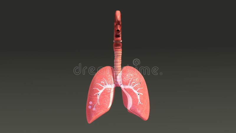 Menschliche Lungen stock abbildung. Illustration von lungen - 84218729