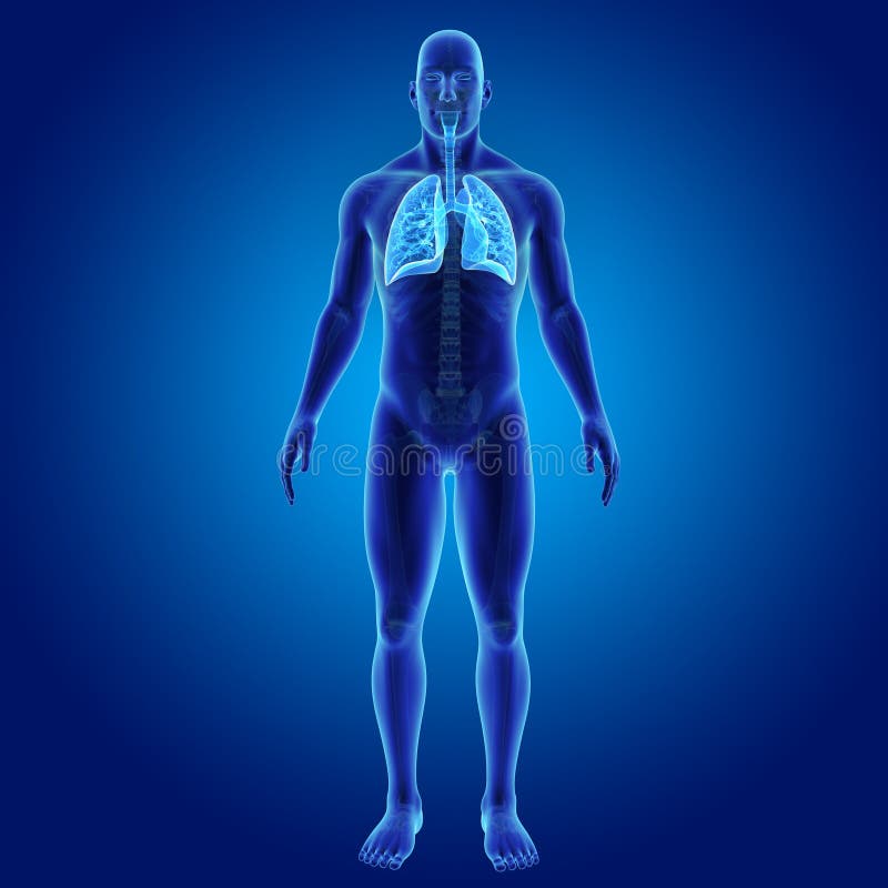 Menschliches Skelett Mit Den Lungen Stock Abbildung - Illustration von ...