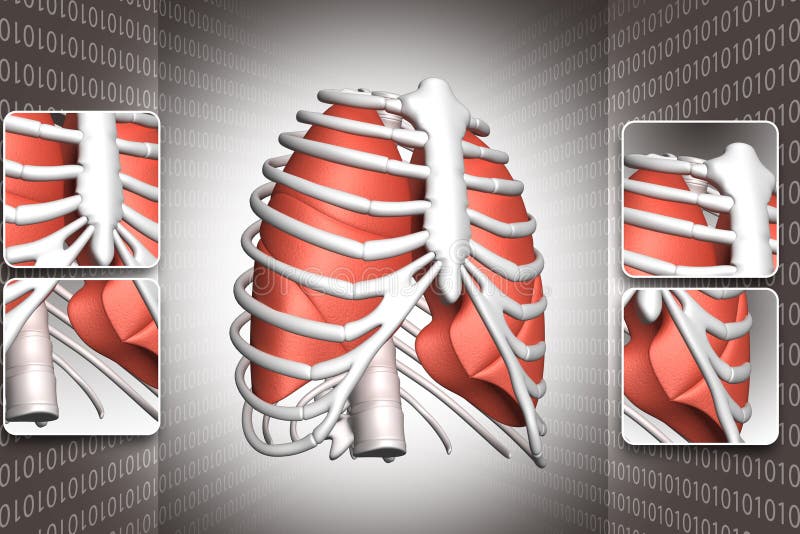 Menschliche Lungen Und Rippe Stock Abbildung - Illustration von ...