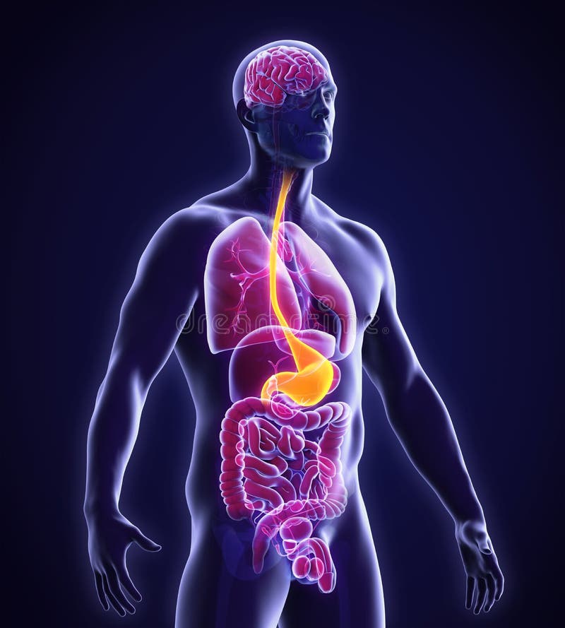 Menschliche Magen-Anatomie stock abbildung. Illustration von diagnose ...