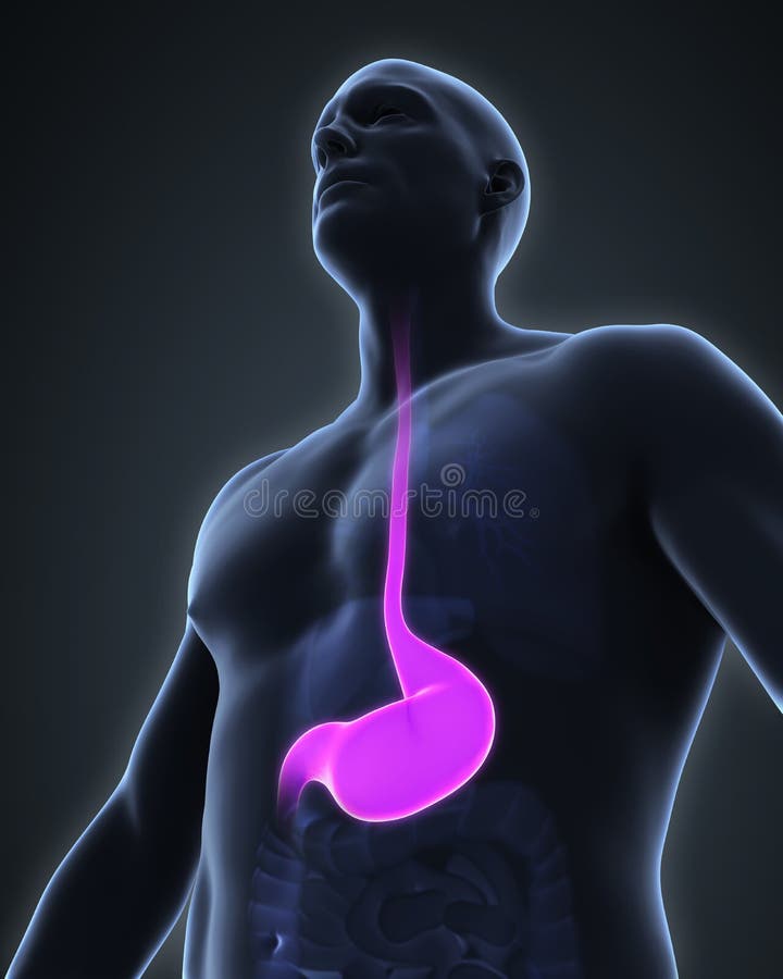 Menschliche Magen-Anatomie stock abbildung. Illustration von leerdarm ...