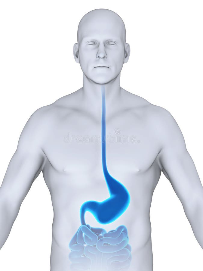 Menschliche Magen-Anatomie stock abbildung. Illustration von diagnose ...