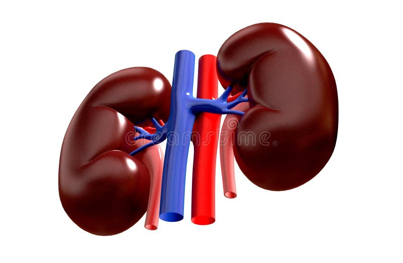 Menschliche Niere stock abbildung. Illustration von physiologie - 33083268