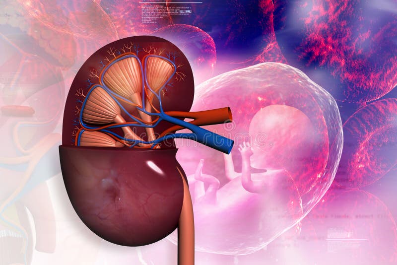 Menschliche Niere stock abbildung. Illustration von biologie - 37076598