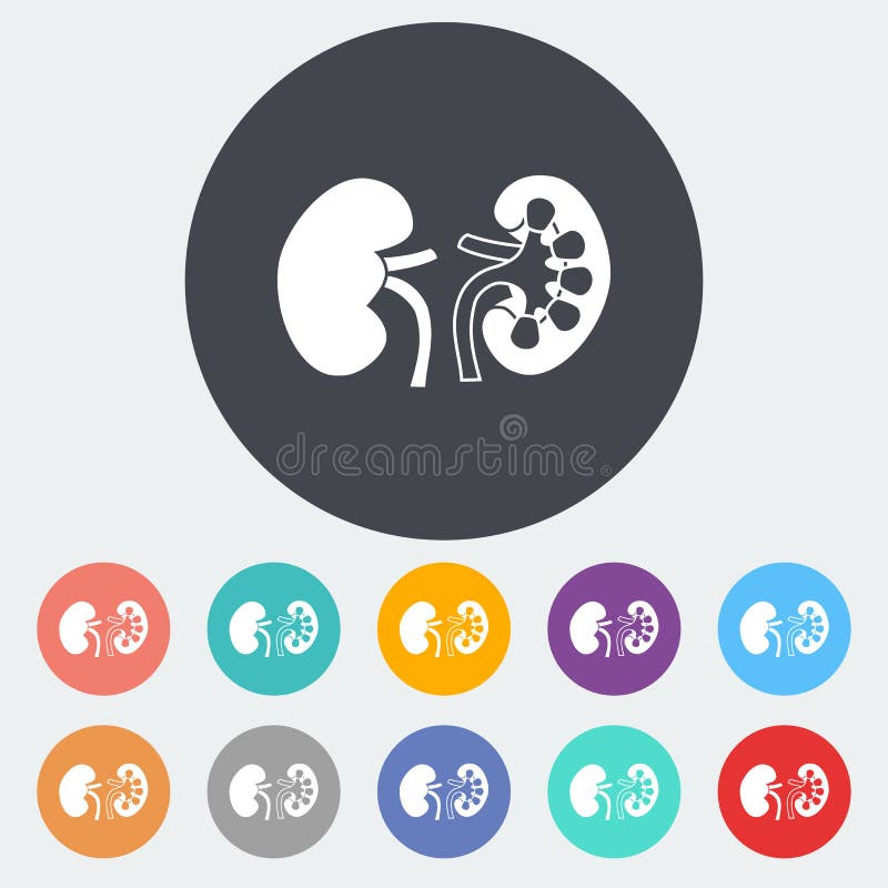 Menschliche Niere vektor abbildung. Illustration von niere - 89757495