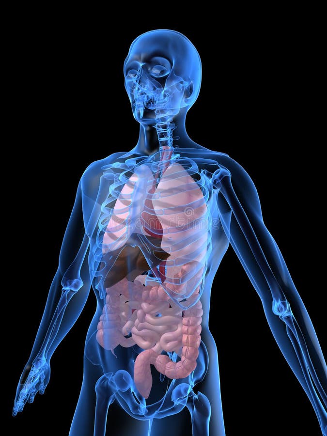 Menschliche Organe stock abbildung. Illustration von menschlich - 2719690