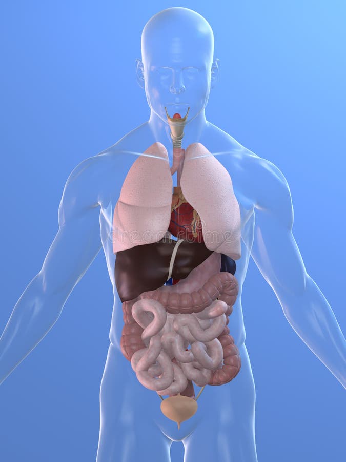 Menschliche Organe stock abbildung. Illustration von anatomie - 9094076
