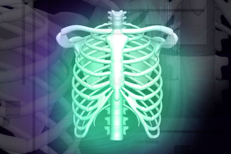 Menschliche Rippe stock abbildung. Illustration von anatomie - 14152529