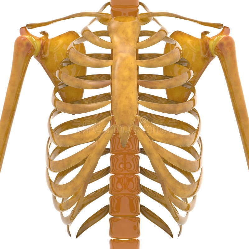 Menschliche Rippen Mit Den Schulterblatt-Knochen Stock Abbildung ...