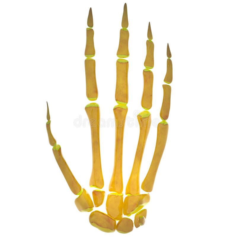 Menschliche Skeleton Finger-Gelenke Stock Abbildung - Illustration von ...
