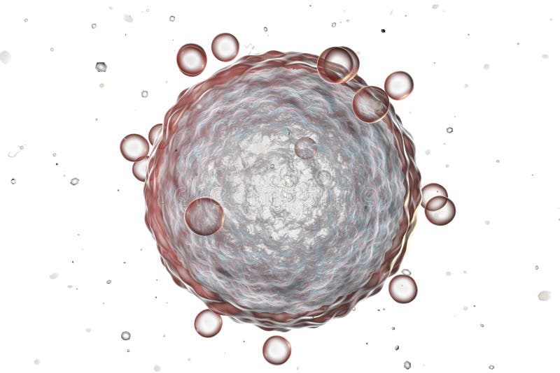 Menschliche Weibliche Eizelle Stock Abbildung - Illustration von ...