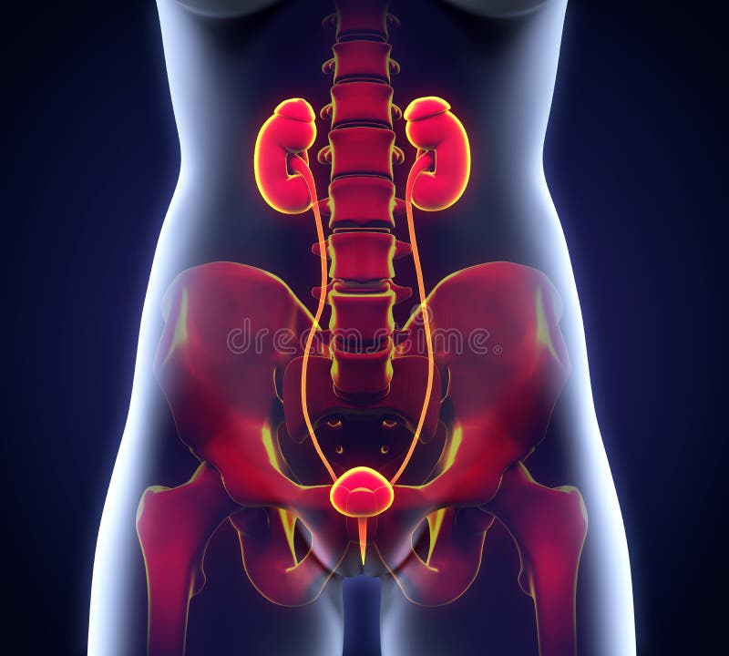 Menschliche Weibliche Nieren-Anatomie Stock Abbildung - Illustration ...