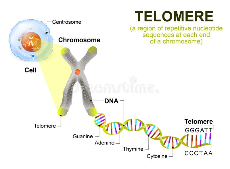 Menschliche Zelle, Chromosom Und Telomere Vektor Abbildung ...