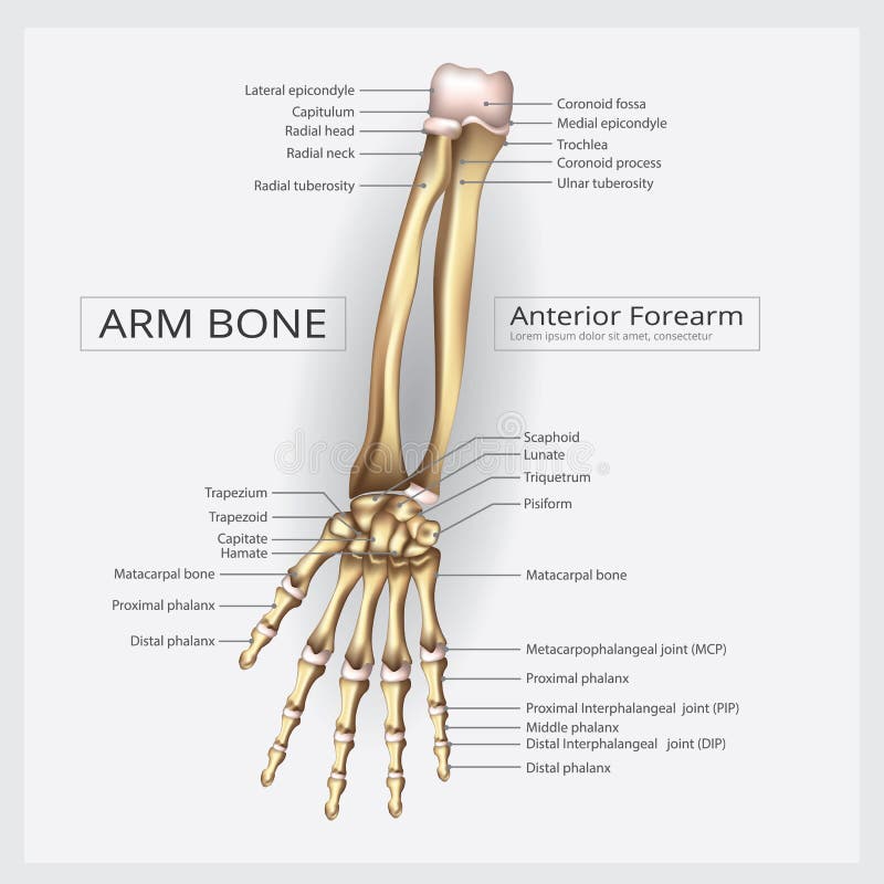 Handknochen-Anatomie Mit Detail Vektor Abbildung - Illustration von ...
