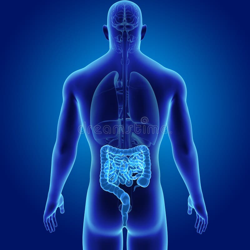 Menschlicher Darm Mit Skeleton Vorderansicht Stock Abbildung ...