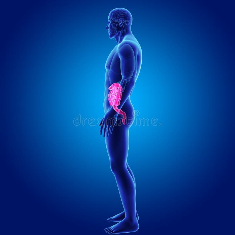 Menschlicher Darm Mit Organ-Seitenansicht Stock Abbildung ...