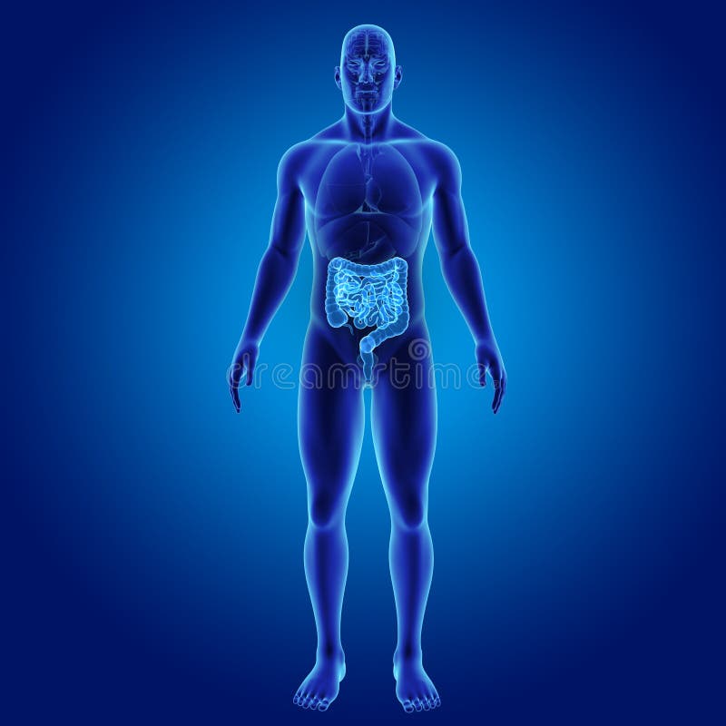 Menschlicher Darm Mit Organ-Vorderansicht Stock Abbildung ...