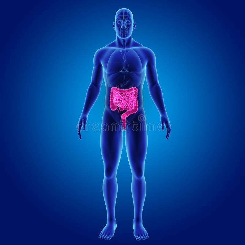 Menschlicher Darm Mit Organ-Vorderansicht Stock Abbildung ...