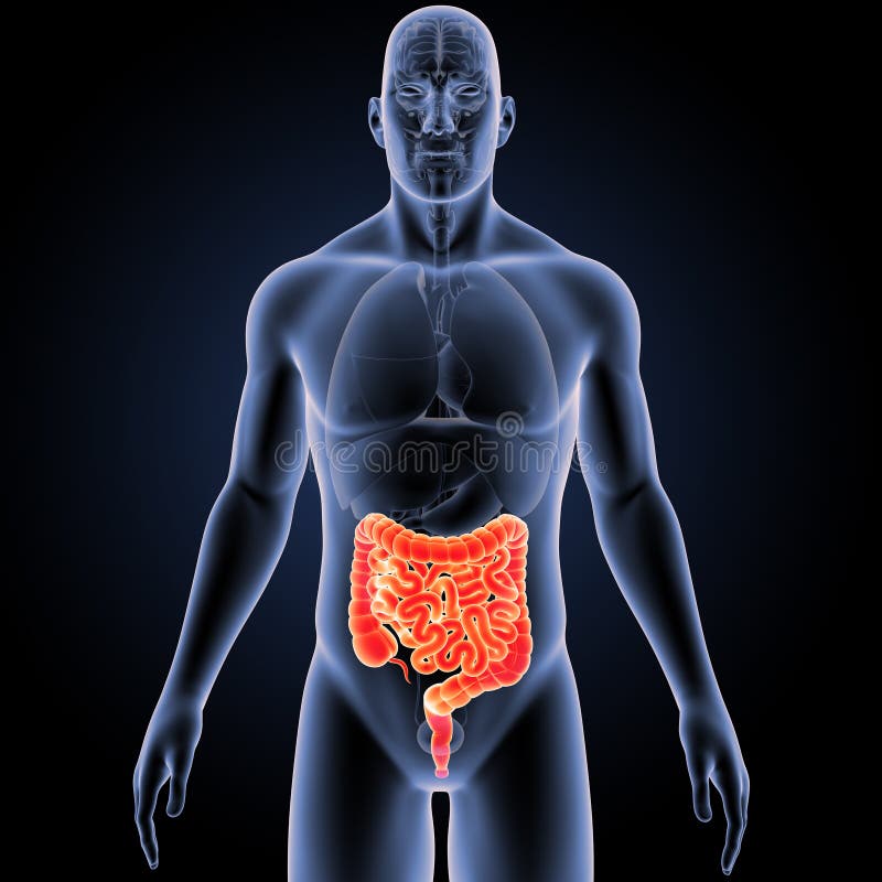 Menschlicher Darmzoom Mit Organ-Seitenansicht Stock Abbildung ...