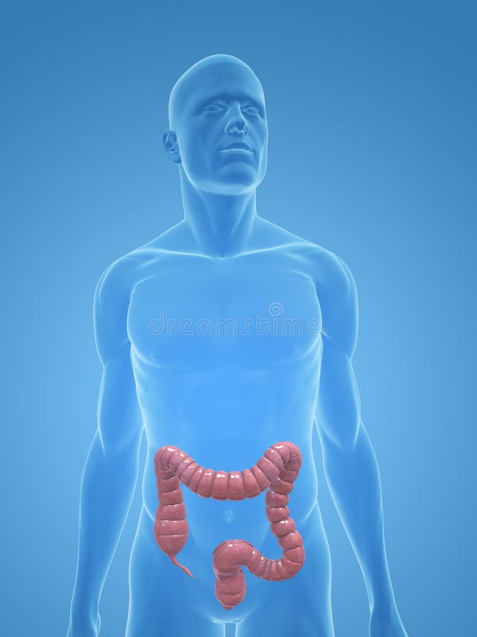 Menschlicher Doppelpunkt stock abbildung. Illustration von blau - 10245363