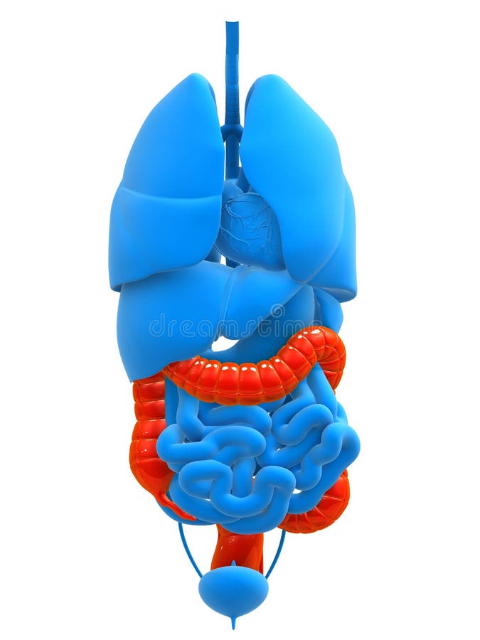 Menschlicher Doppelpunkt stock abbildung. Illustration von inneres ...