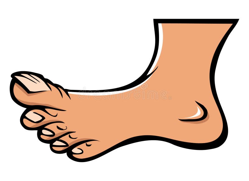 Menschlicher Fuß vektor abbildung. Illustration von wissenschaft - 9749988