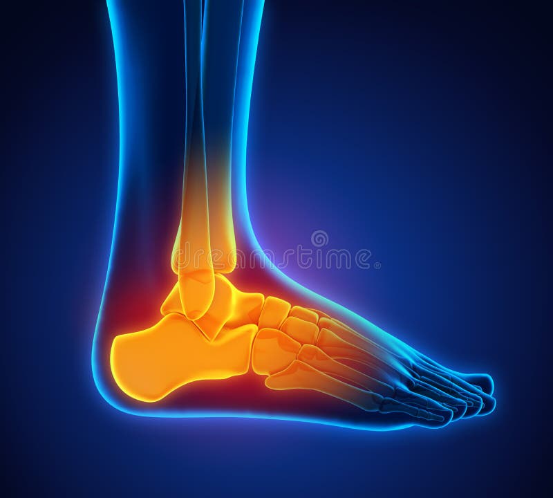 Menschlicher Fuß Mischt Anatomie Mit Stock Abbildung - Illustration von ...