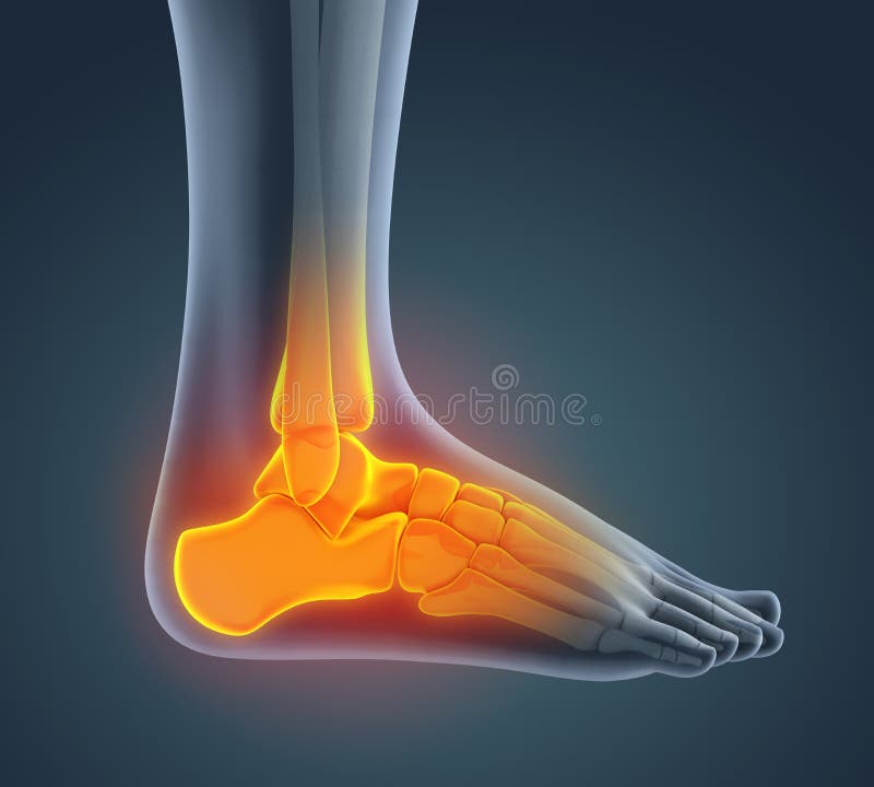 Fuß-Knochen-Anatomie stock abbildung. Illustration von würfelförmig ...