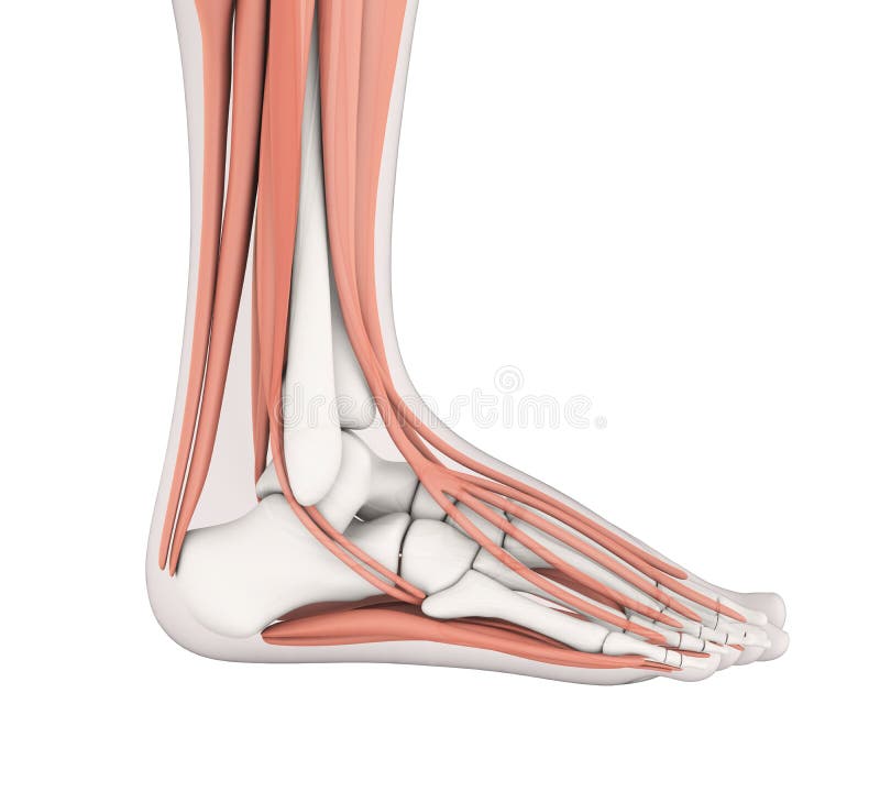 Menschlicher Fuß Mischt Anatomie Mit Stock Abbildung - Illustration von ...