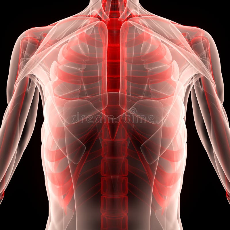 Muskelsystem Des Menschlichen Thoraxes Vektor Abbildung - Illustration ...