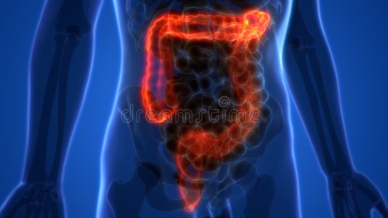 Menschlicher Verdauungssystem Anatomie-Dickdarm Stock Abbildung ...