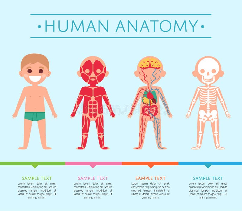 Menschliches Anatomie System Skelett Und Innere Organe Systeme Von M ...