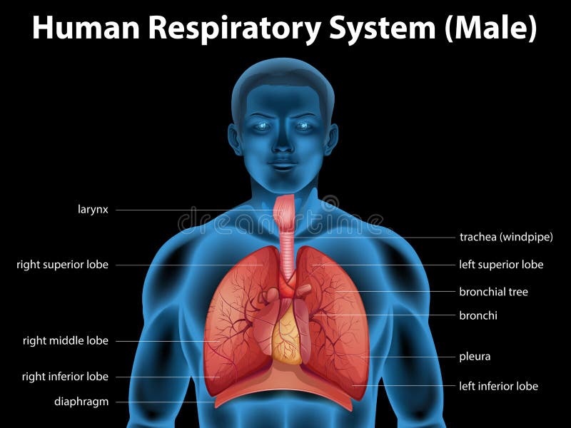 Menschliches Atmungssystem stock abbildung. Illustration von asthma ...