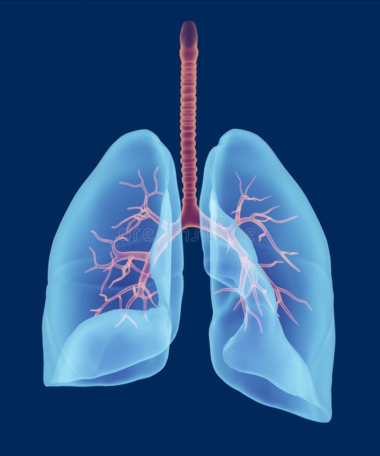 Menschliches Atmungssystem 3d übertragen Stock Abbildung - Illustration ...