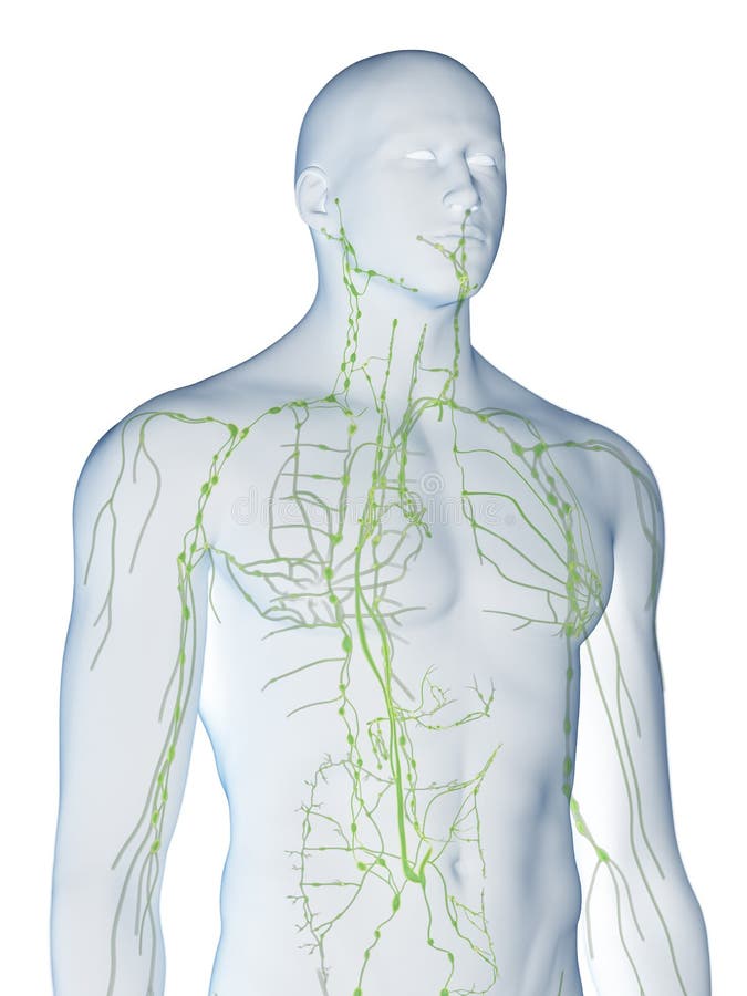 Menschliches Lymphsystem stock abbildung. Illustration von ...