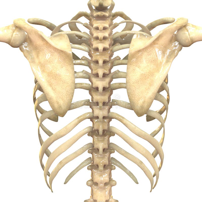 Menschliches Skeleton System (Knochen-Anatomie) Stock Abbildung ...