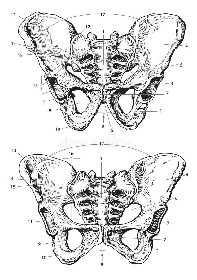 Vrouwelijke Bekvis - Vintage - Afbeelding Vector Illustratie ...