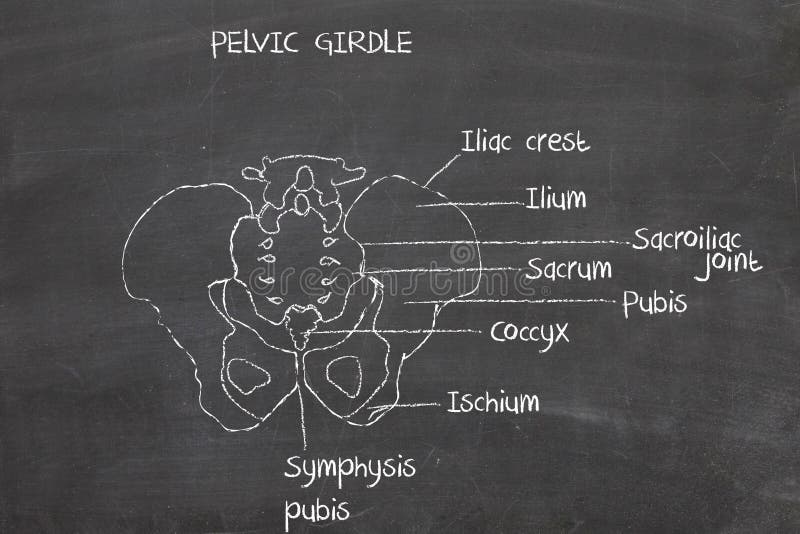 Menselijk bekkenbeen stock foto. Image of medisch, stuitbeen - 22783948