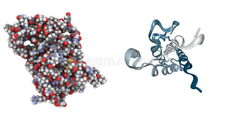 Chemische Structuur Van Menselijk De Groeihormoon (hGH, Somatotropin) M ...