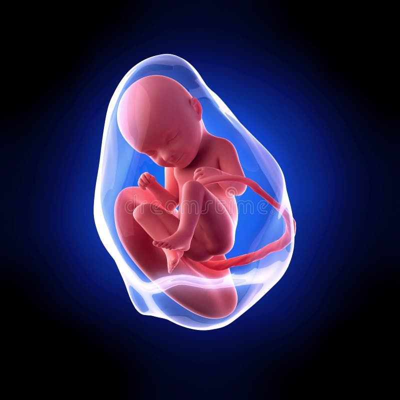 Menselijk foetus - week 33 stock illustratie. Illustration of ...