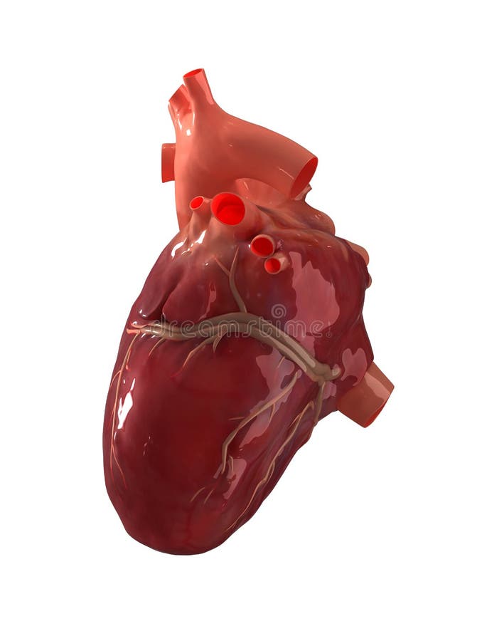 Menselijk hart stock foto. Image of bloed, tarief, fysiek - 13566958