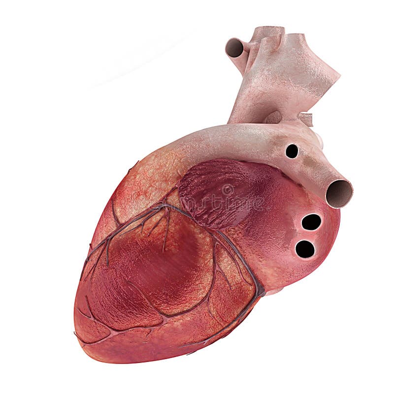 Menselijk hart stock illustratie. Illustration of elektrocardiogram ...