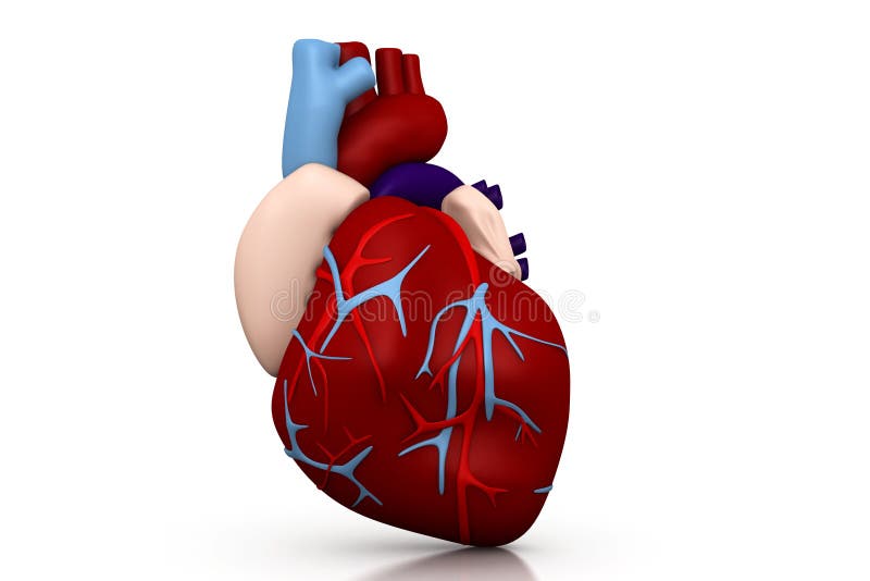 Menselijk hart stock illustratie. Illustration of aorta - 20029710